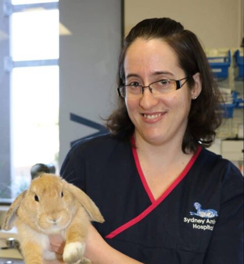 All About Rabbits | Sydney Animal Hospitals