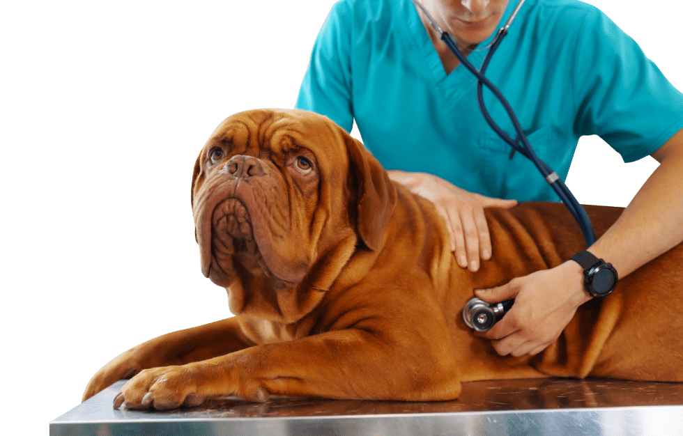 Sydney Emergency Vet Hospitals – 24 Hour Vet Care